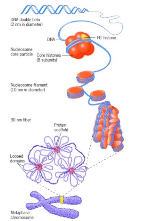 "For eksempel antas menneskespesifikke kopi-antalls-økninger av noen ...