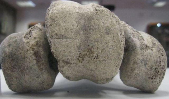 Kutt-merker på fugleben