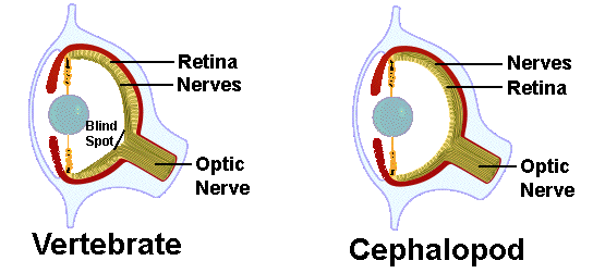 Enkelt Diagram For Menneskelige øyne ILCE 1 | Hjelpeveiledning
